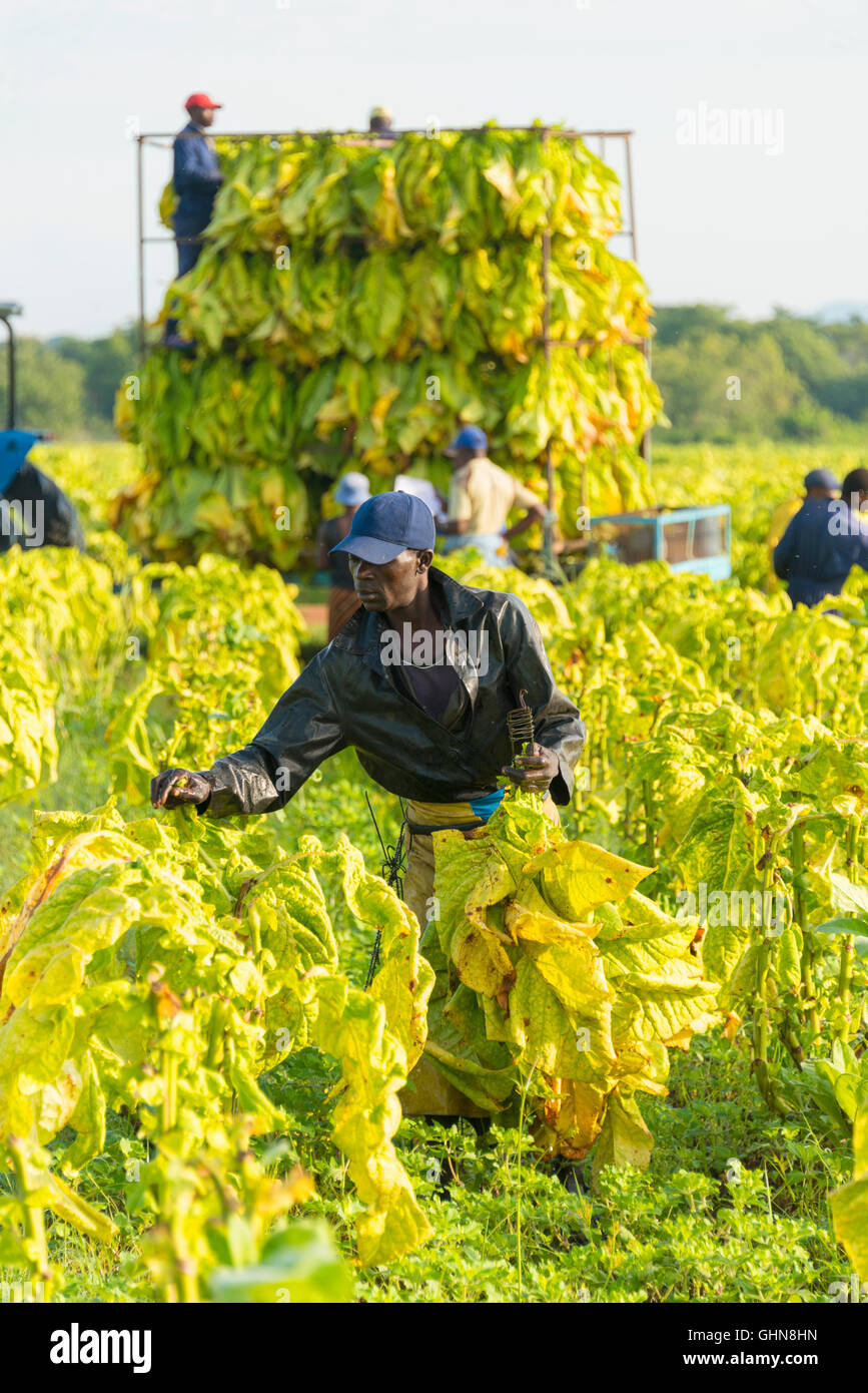 African farm workers tilling land hi-res stock photography and images ...