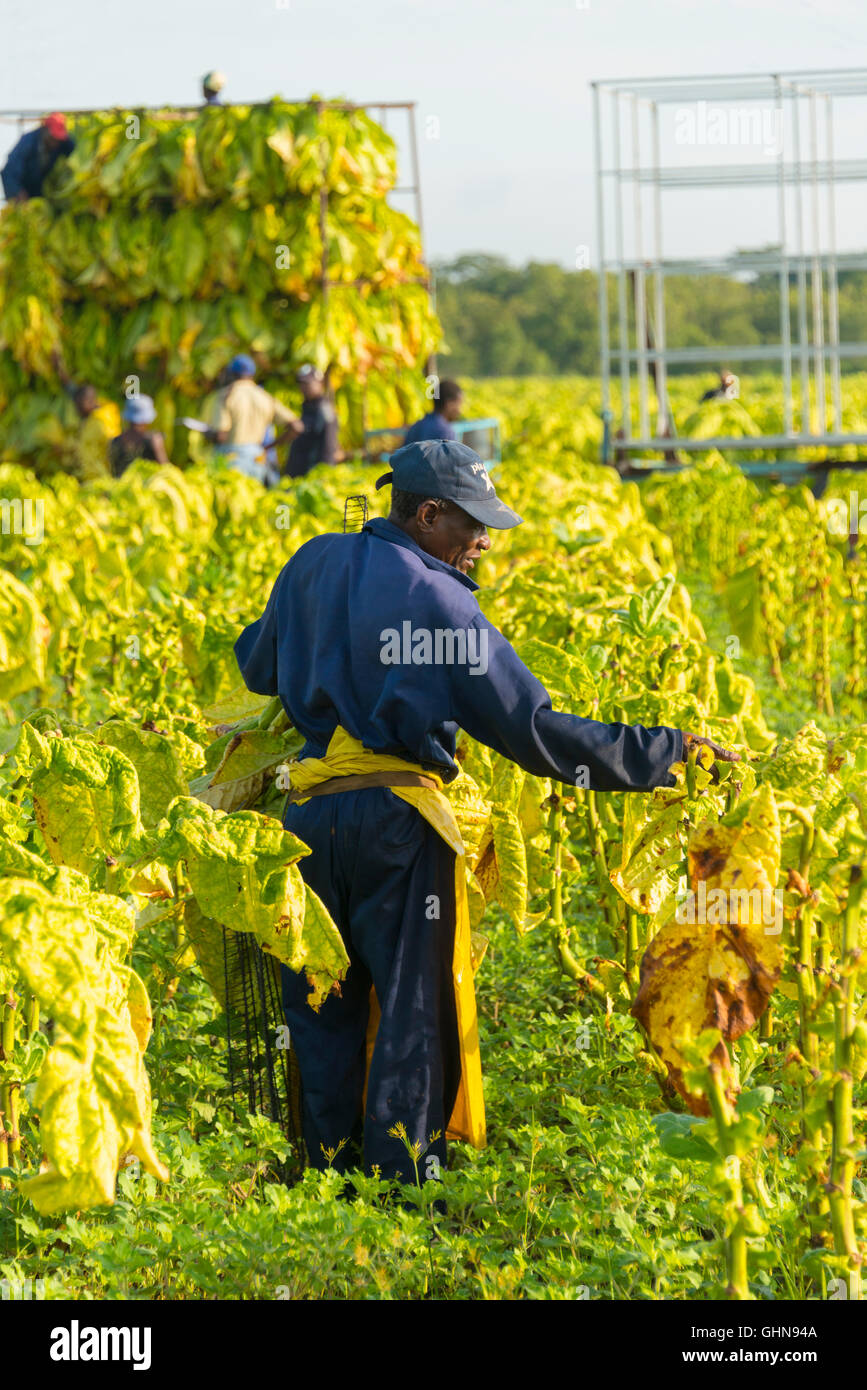 African farm workers tilling land hi-res stock photography and images ...