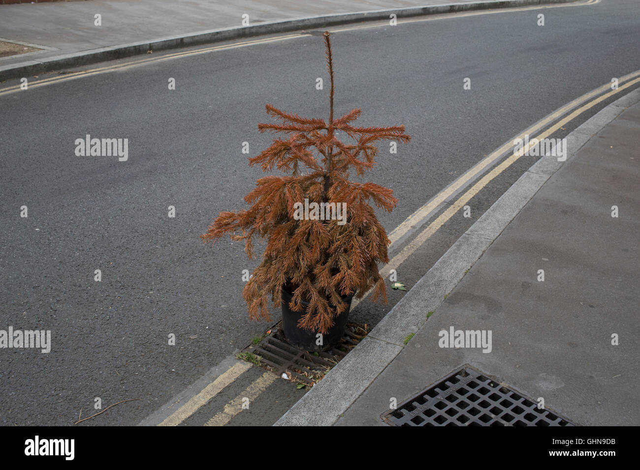 Dead christmas tree hi-res stock photography and images - Alamy