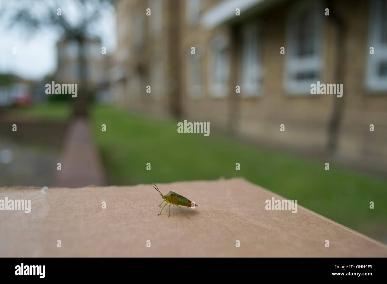 Green bug sitting on top of a cardboard box in London, England, United ...