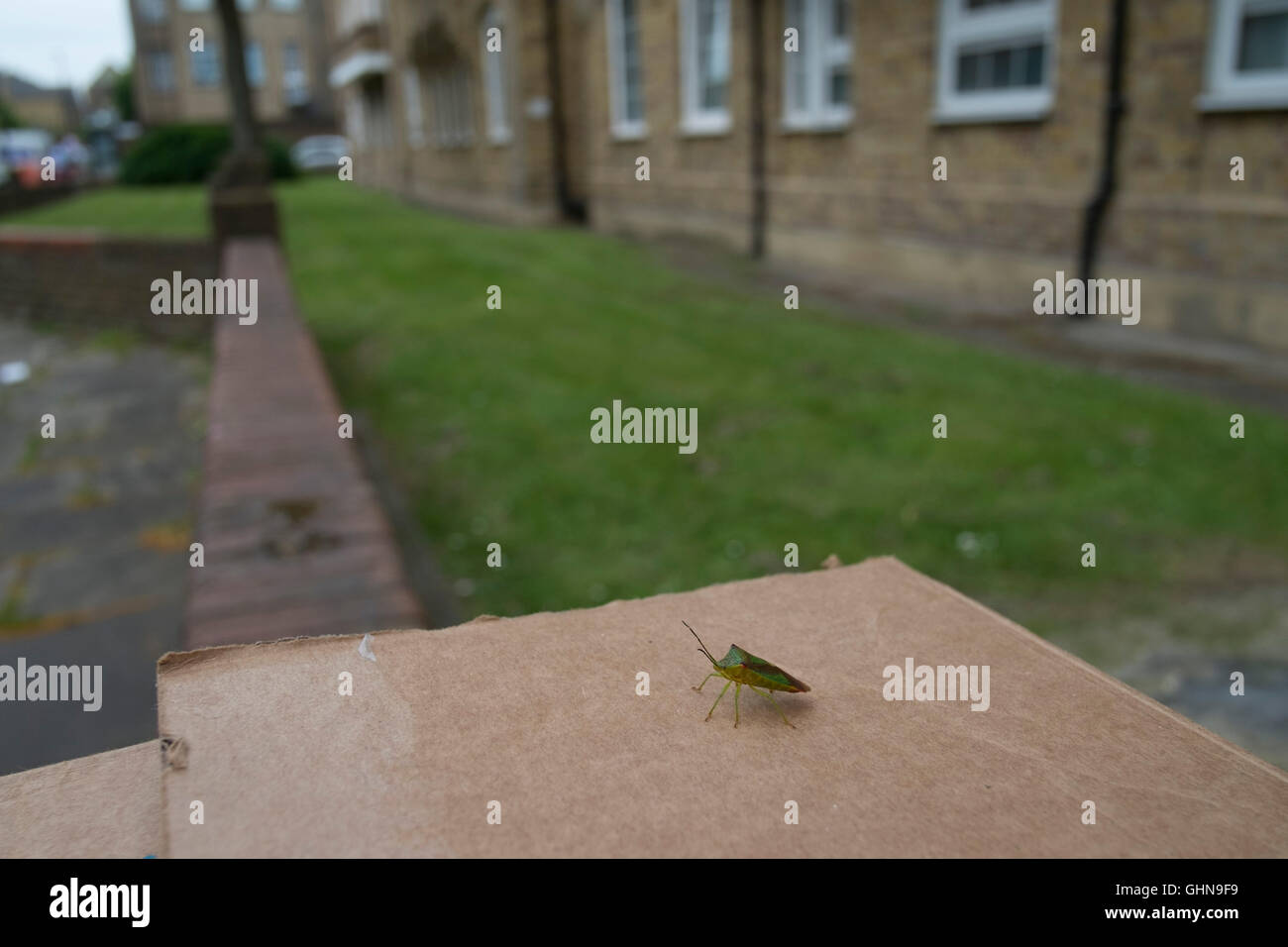 Green bug sitting on top of a cardboard box in London, England, United ...