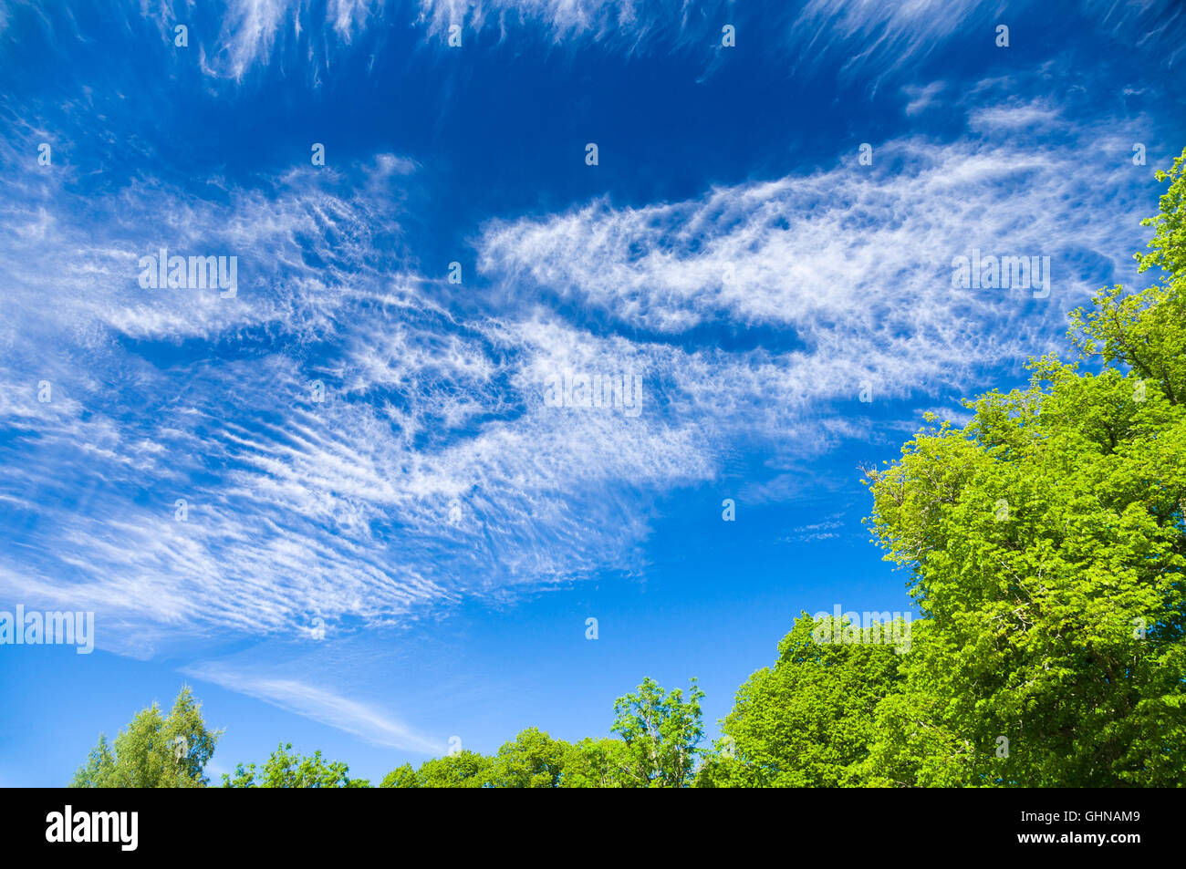 Trees against blue sky with scenic cirrus and stratus clouds Stock ...