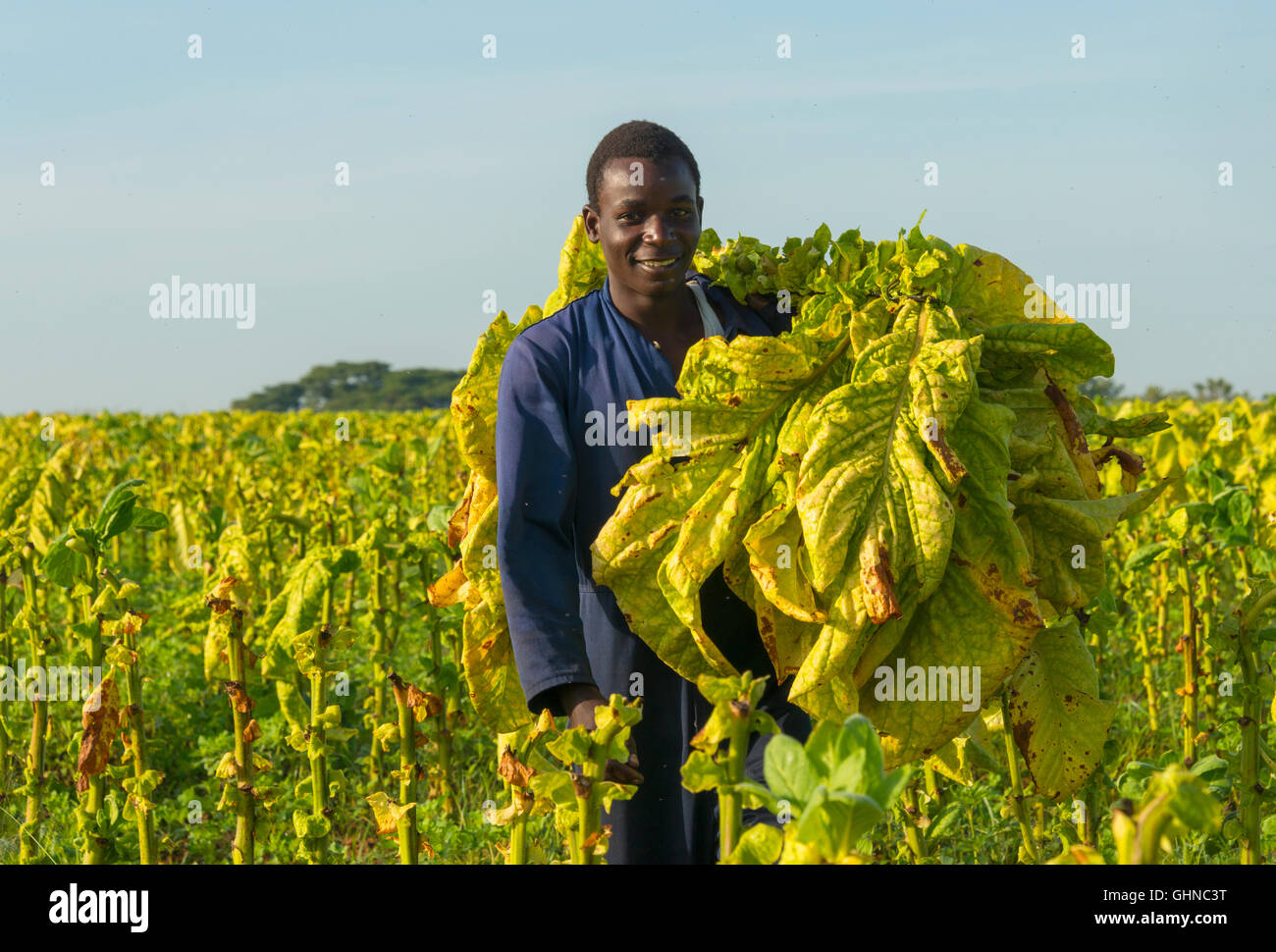 Farm labo hi-res stock photography and images - Alamy