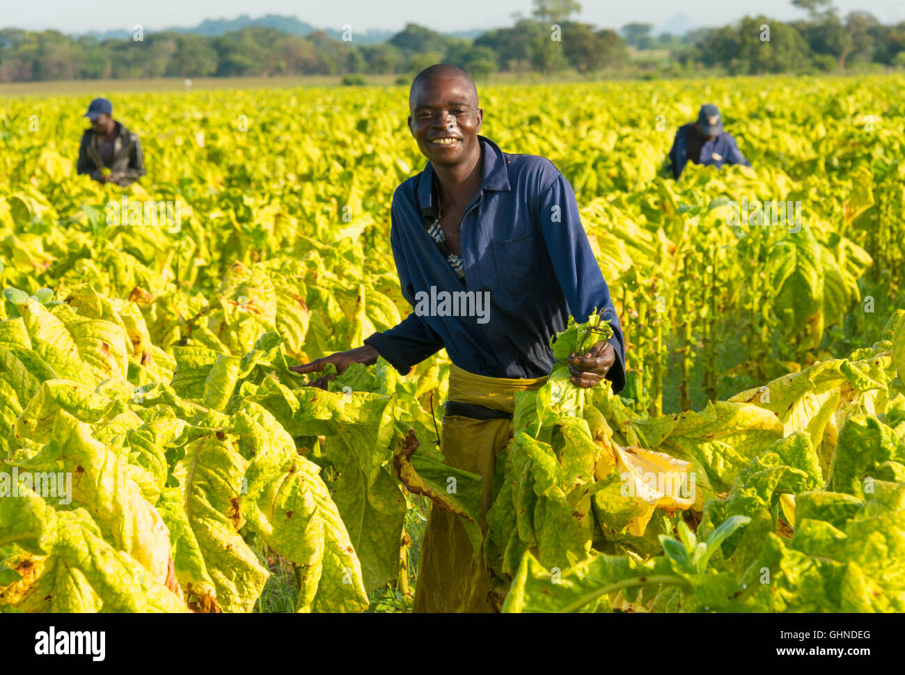 African farm workers tilling land hi-res stock photography and images ...