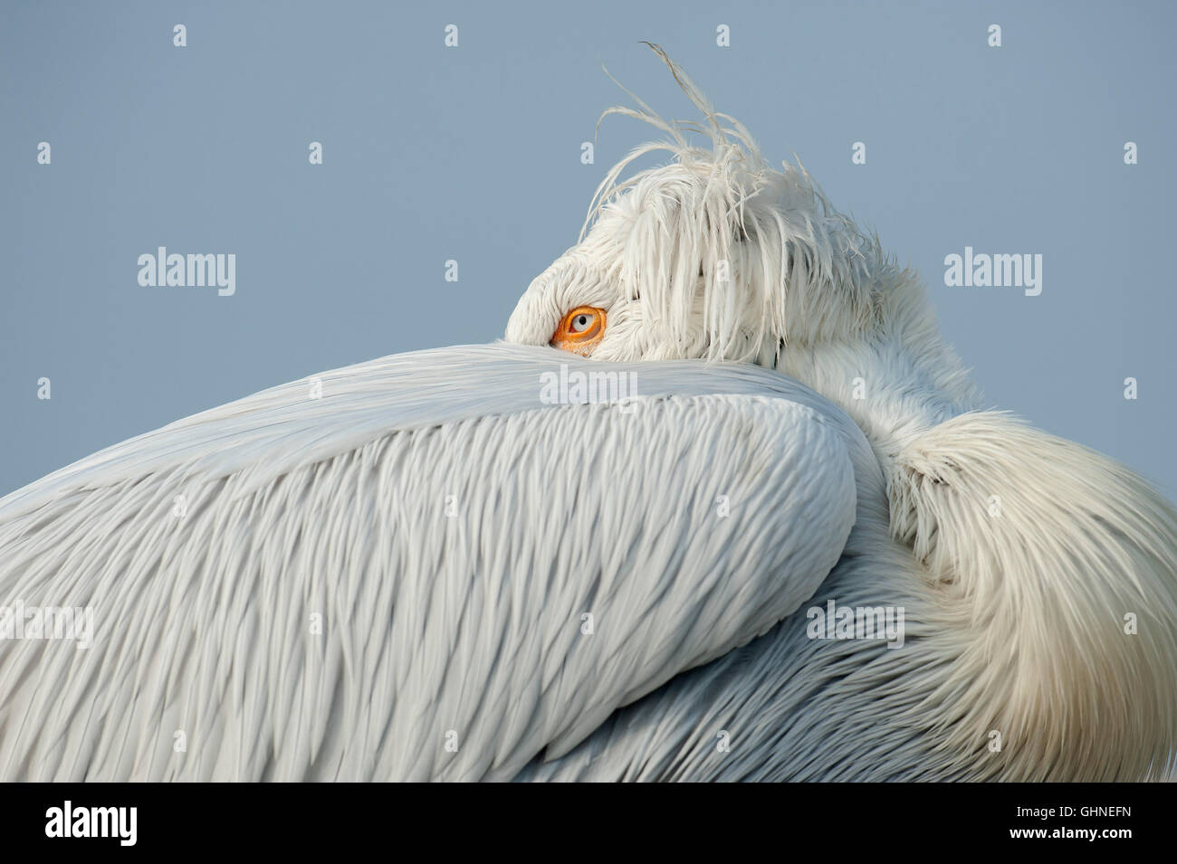Sleeping pelican hi-res stock photography and images - Alamy