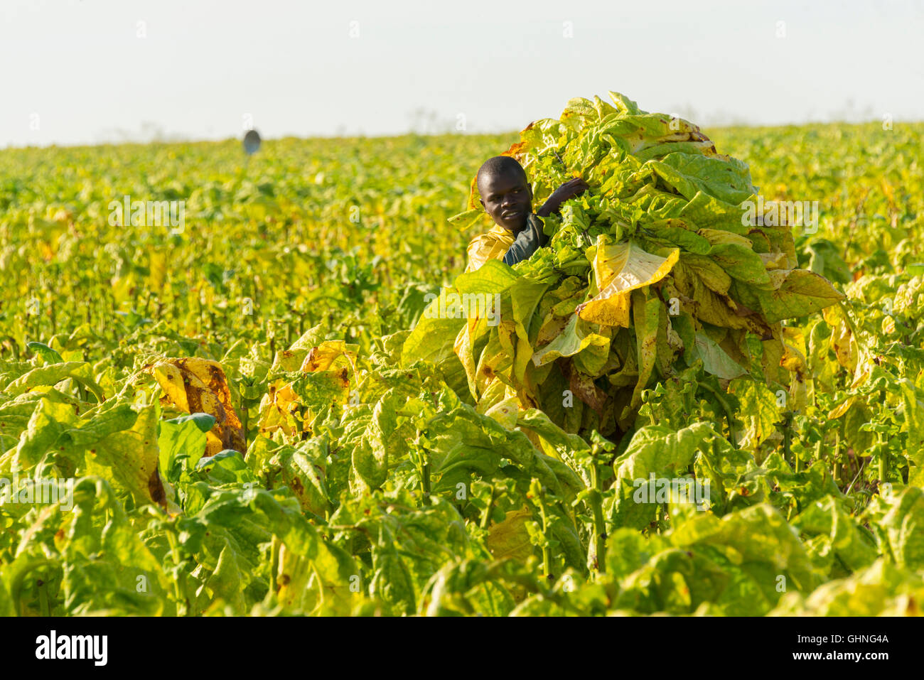 Farm labo hi-res stock photography and images - Alamy