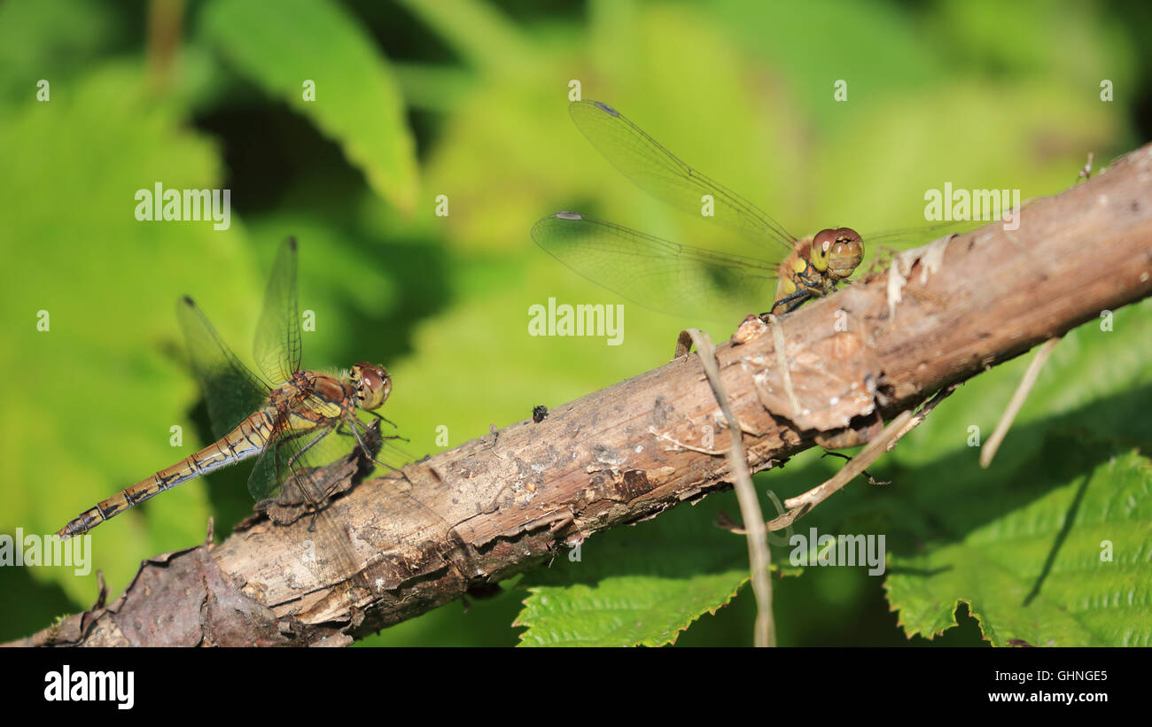 Natural world dragonflies hi-res stock photography and images - Alamy