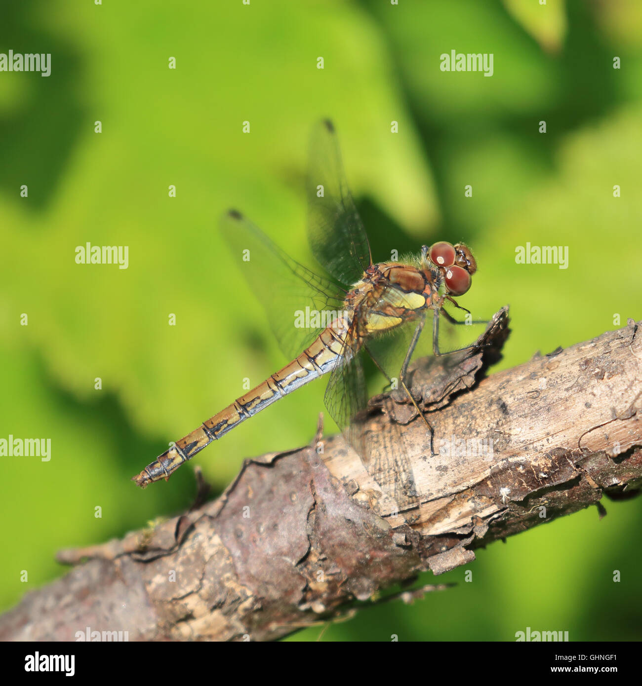 Dragonfly resting on a tree branch Stock Photo - Alamy