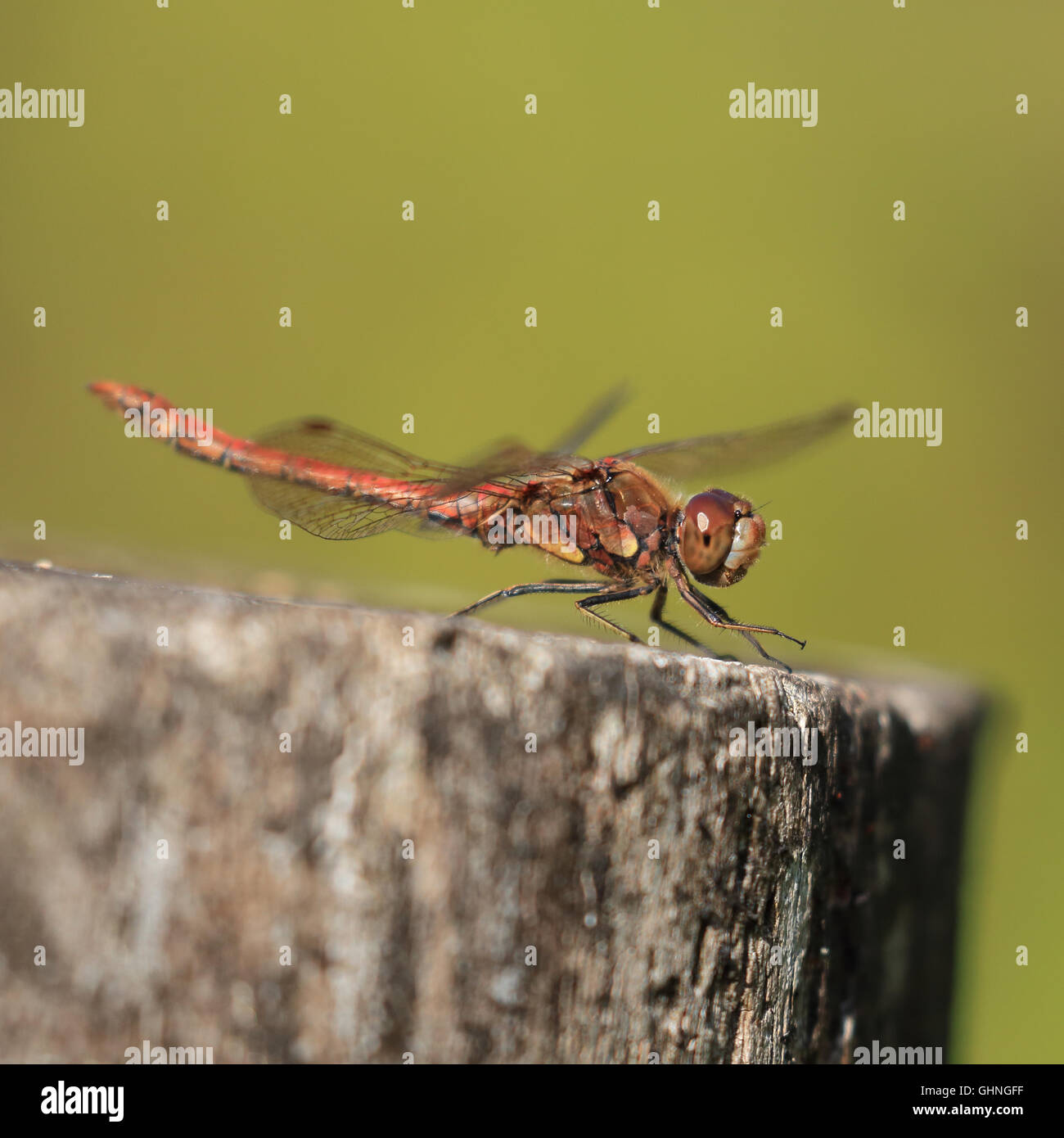 Dragonfly resting on a tree stump Stock Photo - Alamy