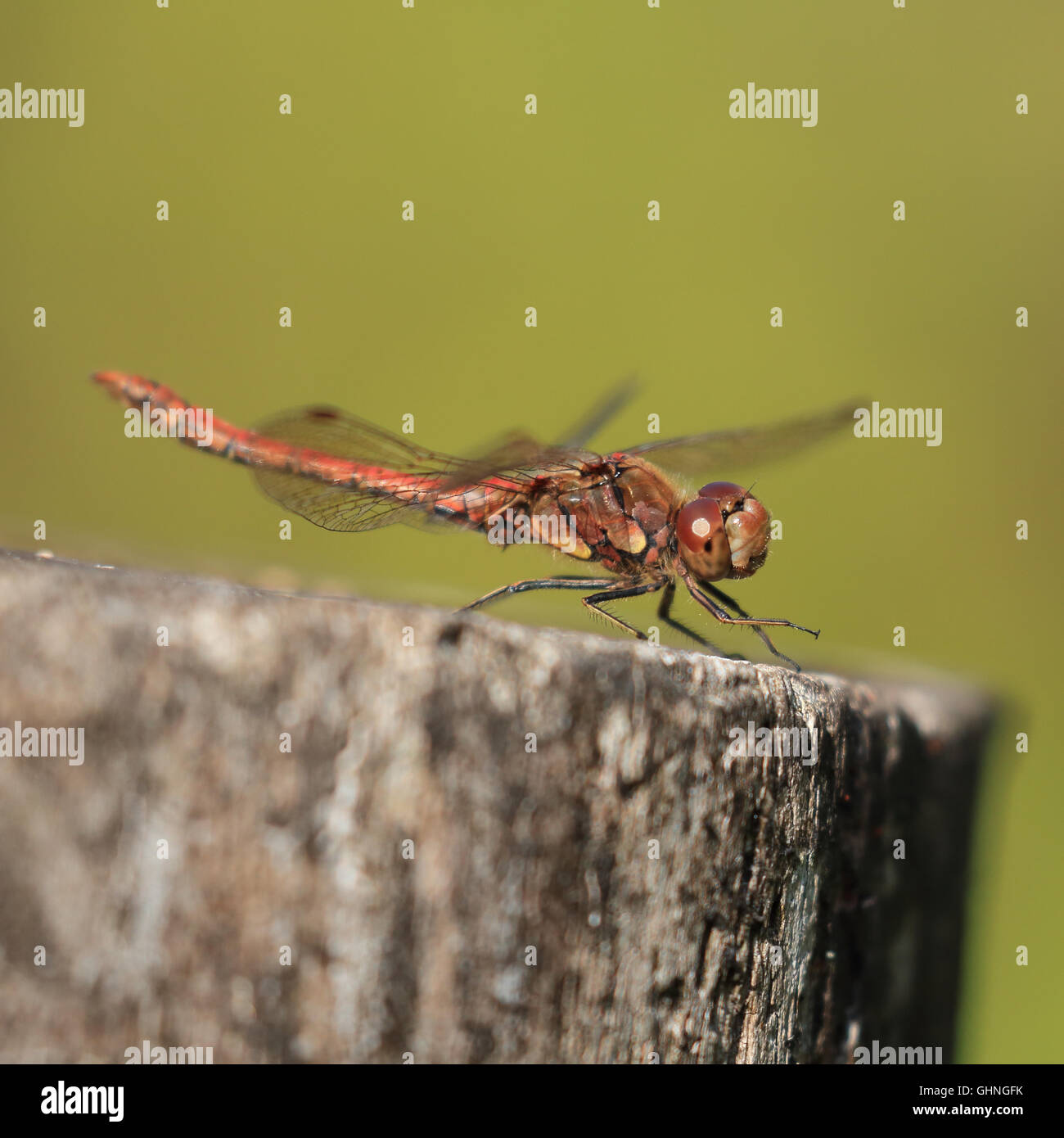 Dragonfly resting on a tree stump Stock Photo - Alamy