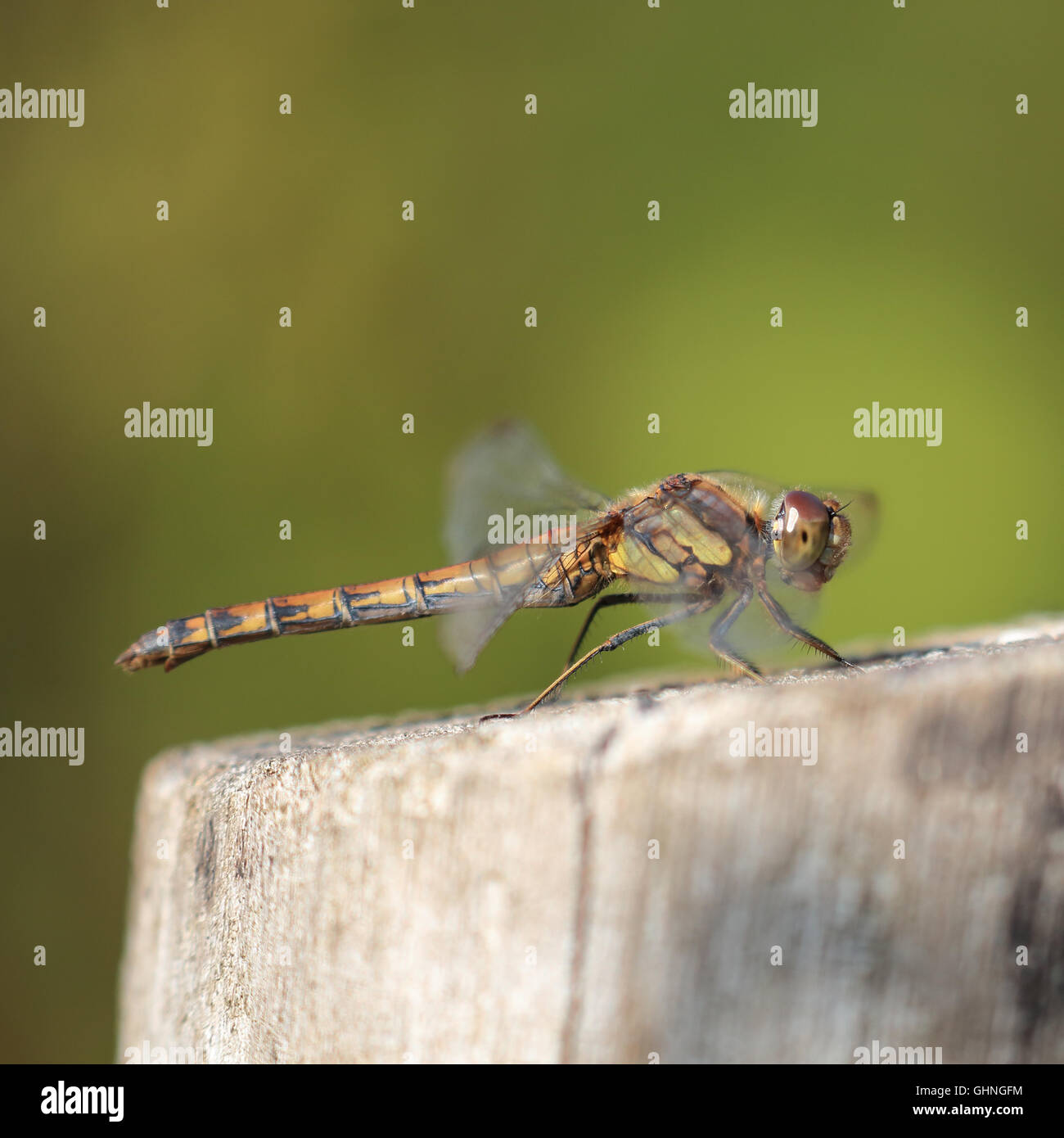 Dragonfly resting on a tree stump Stock Photo - Alamy