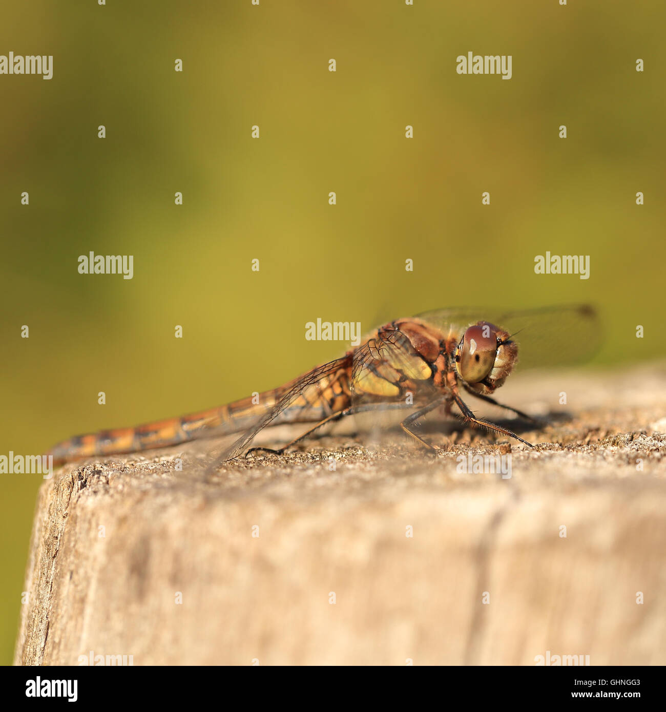 Dragonfly on stump hi-res stock photography and images - Alamy