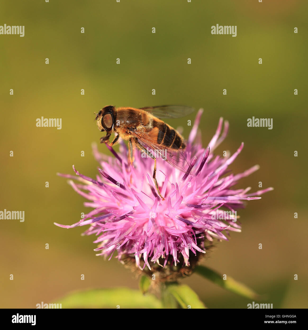 Bee resting on a pink flower Stock Photo - Alamy
