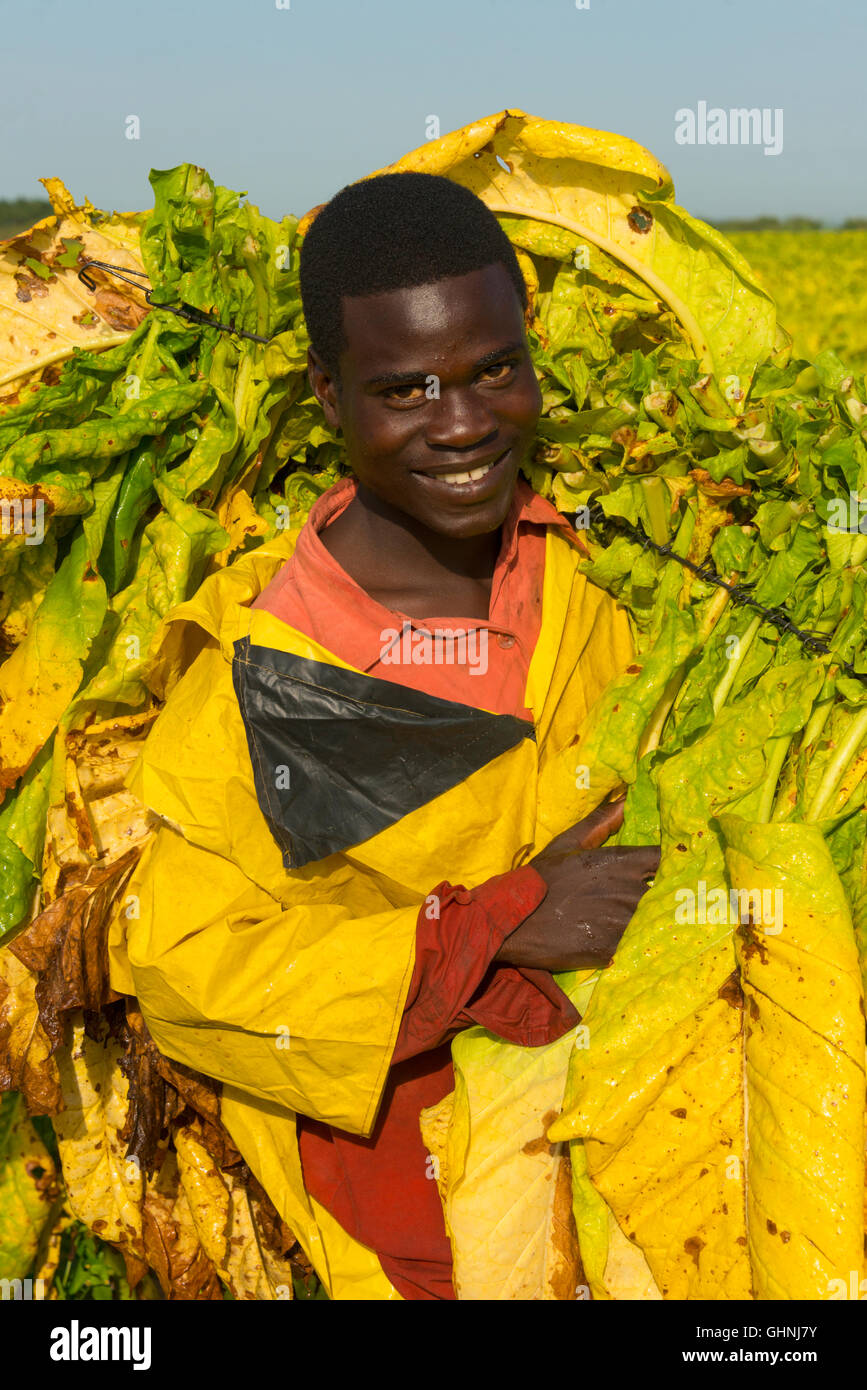 Farm labo hi-res stock photography and images - Alamy