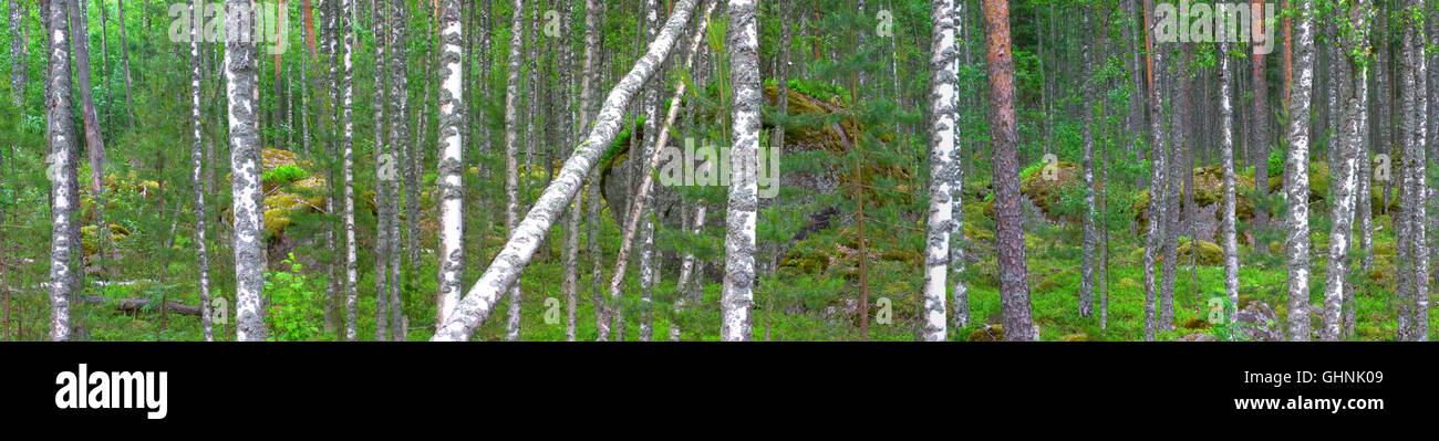Paper Birch In Taiga