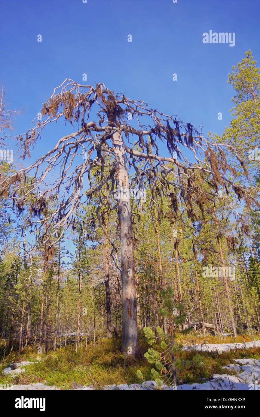 old untouched Northern coniferous forest in summer Stock Photo - Alamy