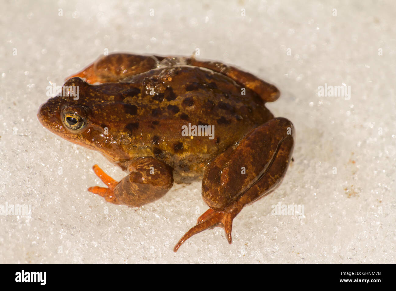 Only just woke up frog migrates through snow in a reservoir. closeup ...
