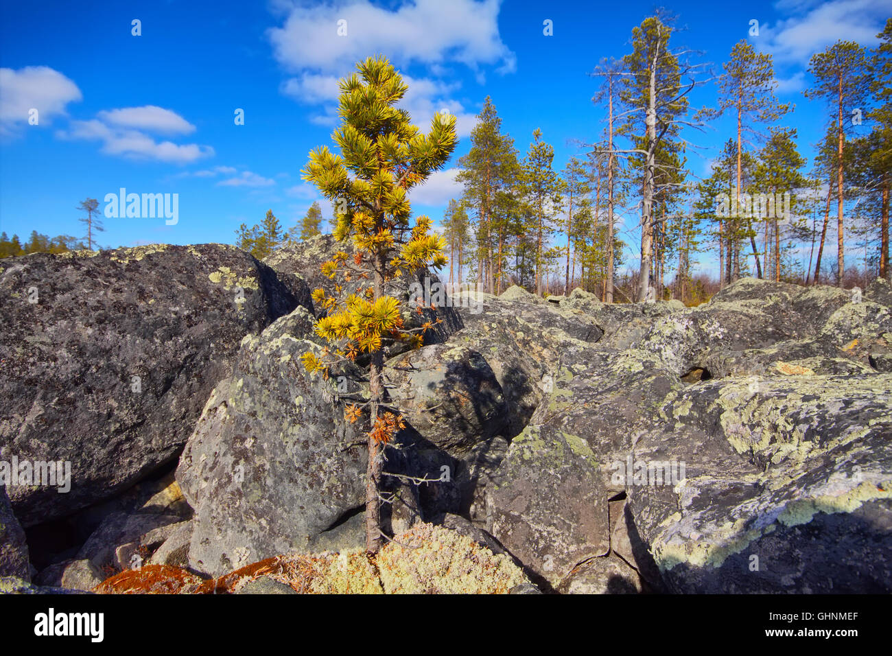 Piles of granite rocks in taiga. Low camera position Stock Photo - Alamy