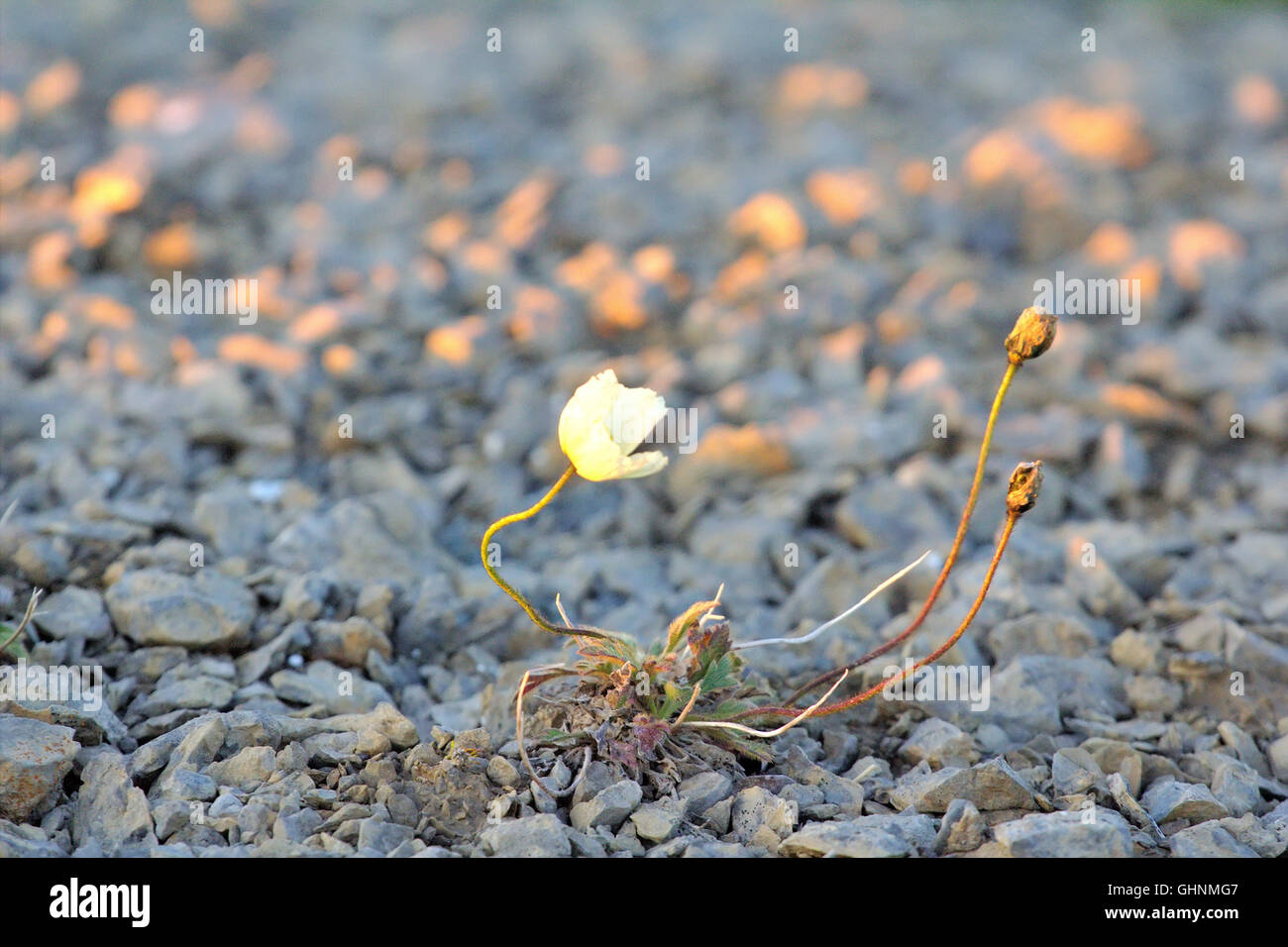 Dying poppy hi-res stock photography and images - Alamy
