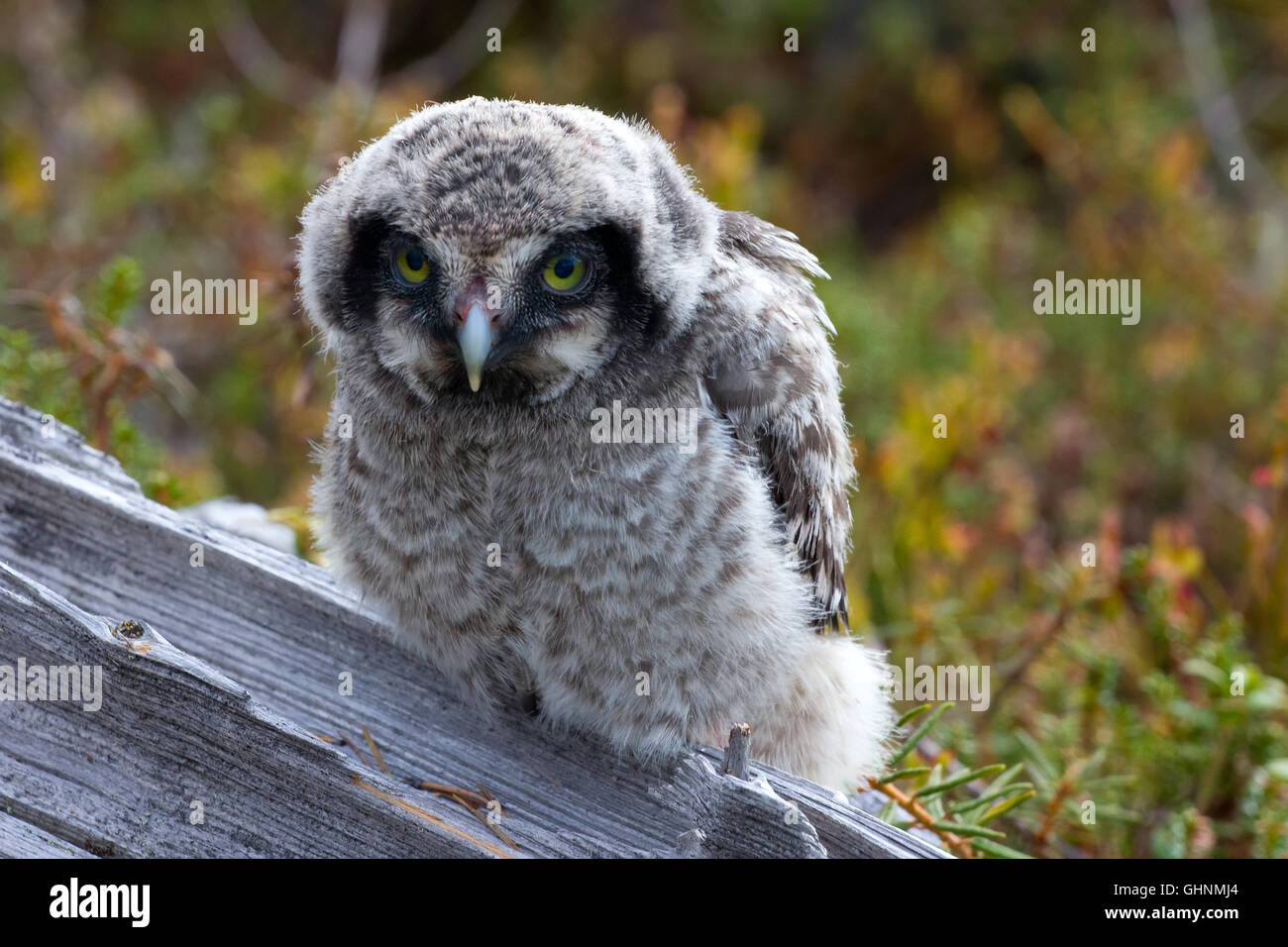 Cute fluffy owlet looking at the viewer with their yellow eyes ...