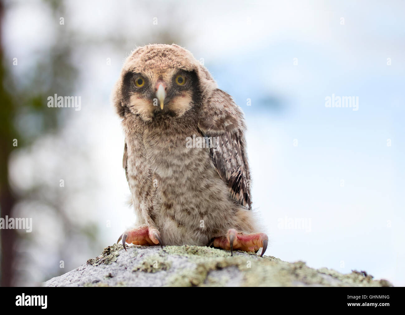 bird owl owlet close up in summer Stock Photo - Alamy