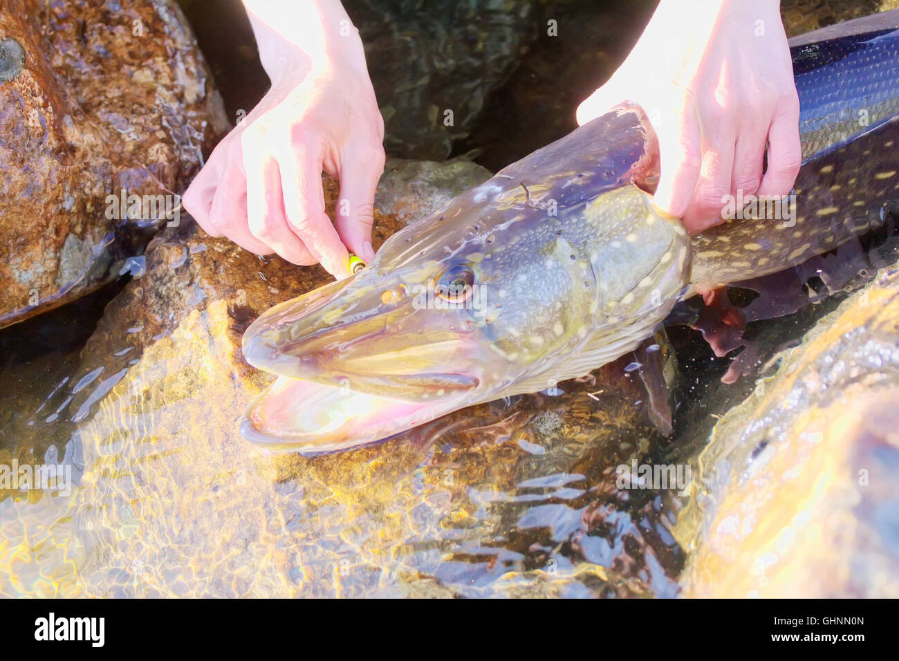 pike fishing big Northern fish in rivers Stock Photo - Alamy