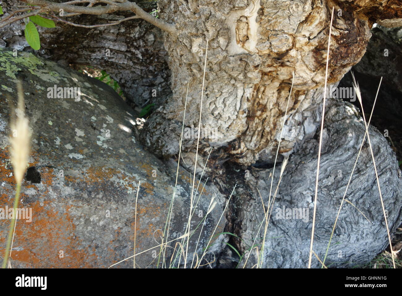 Enormous tree hi-res stock photography and images - Alamy