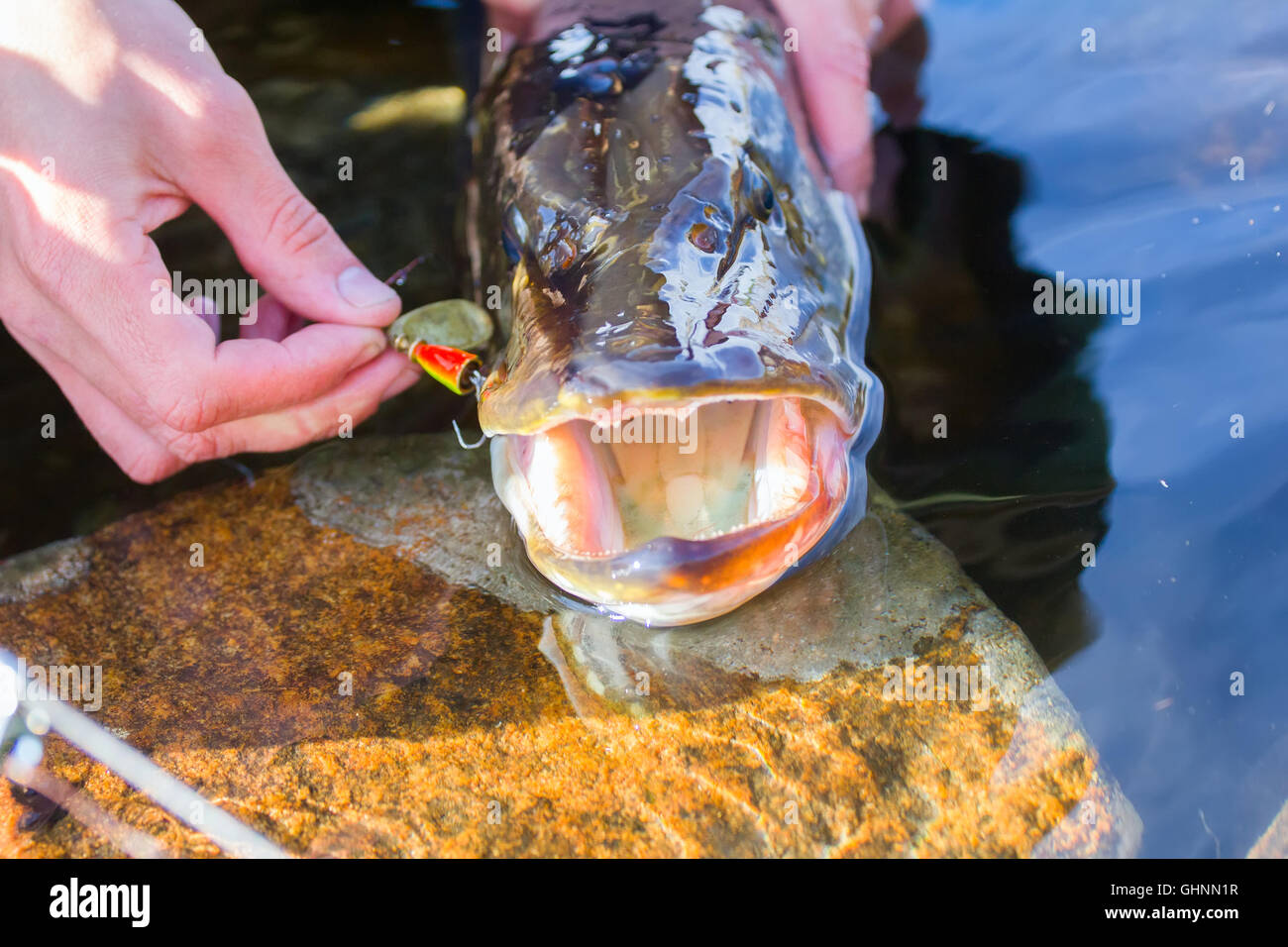 Large pike with open toothy mouth which sticks out of spoon Stock Photo ...