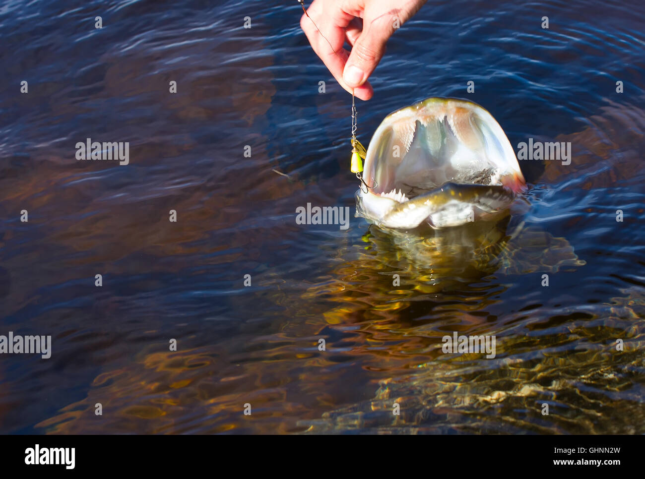 pike fishing big Northern fish in rivers Stock Photo - Alamy