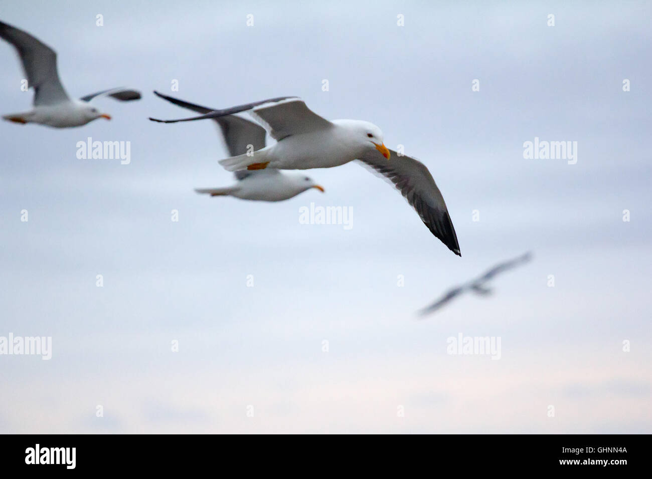 Northern herring gull or lesser black-backed gulls (Larus heuglini) on ...