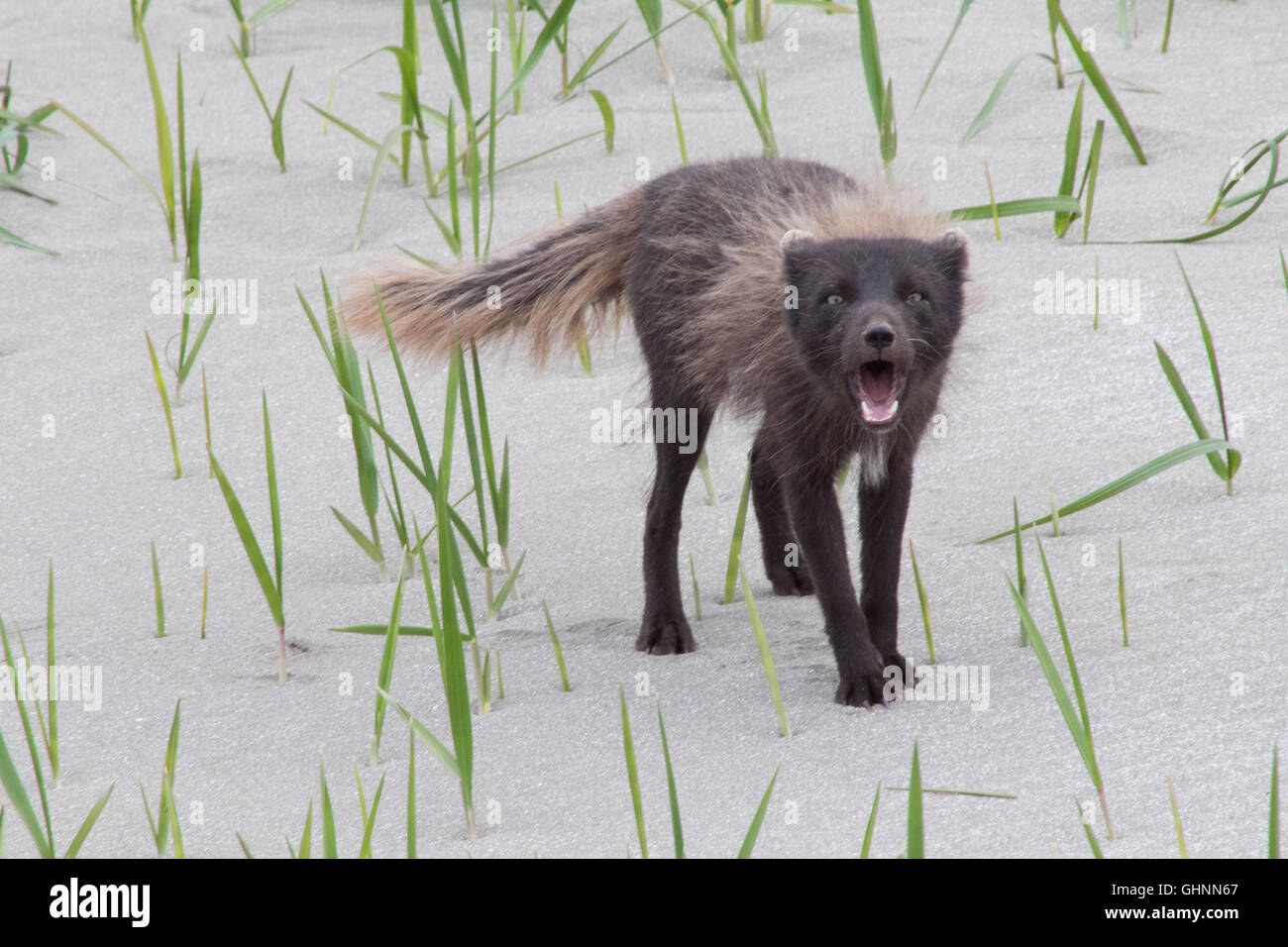 Aleutian commander islands hi-res stock photography and images - Alamy