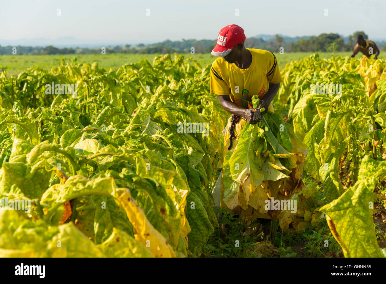 Farm labo hi-res stock photography and images - Alamy