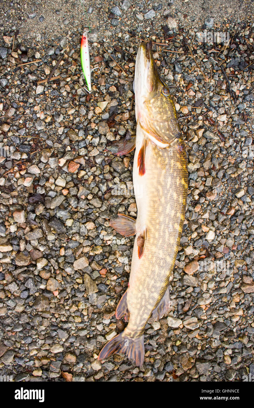 Pike fishing in rivers hi-res stock photography and images - Alamy