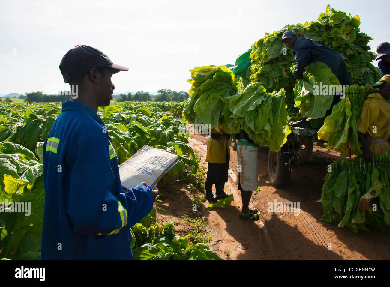 African farm workers tilling land hi-res stock photography and images ...