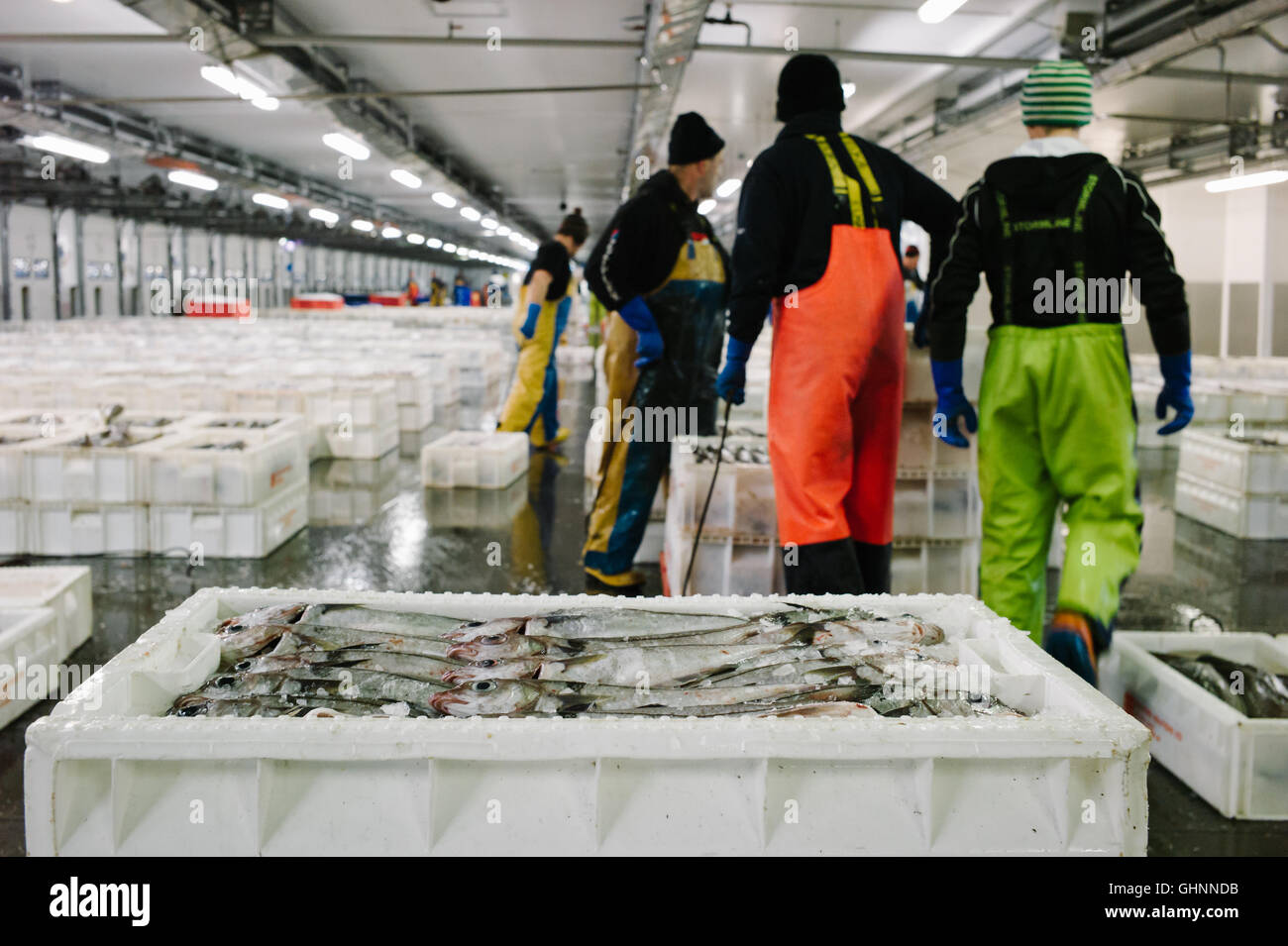 North Sea Fishermen landing their catch of freshly caught haddock to be ...