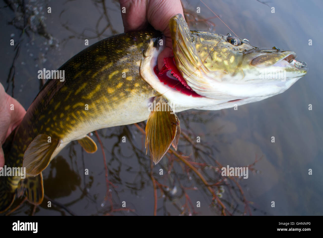 Fishing Pike brings to angler lot of emotion and excitement Stock Photo ...