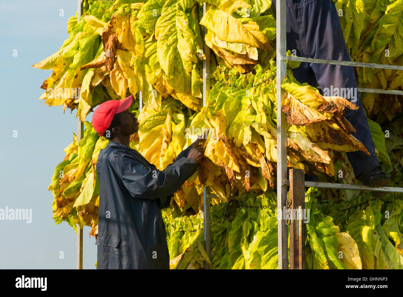 Farm labo hi-res stock photography and images - Alamy