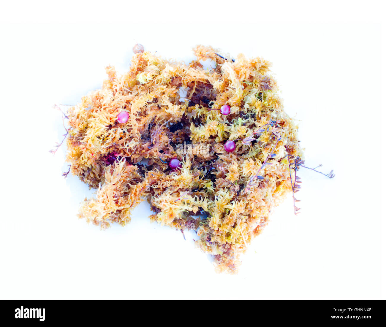 moss from the wild mountain places in isolation Stock Photo - Alamy