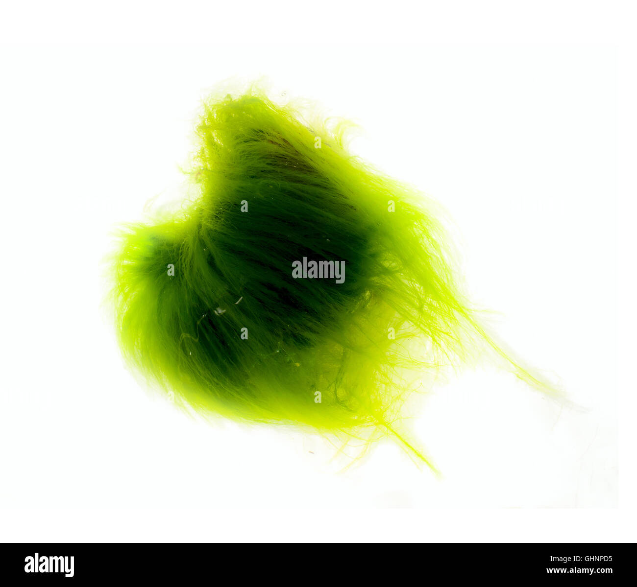 Algae underwater Cut Out Stock Images & Pictures - Alamy