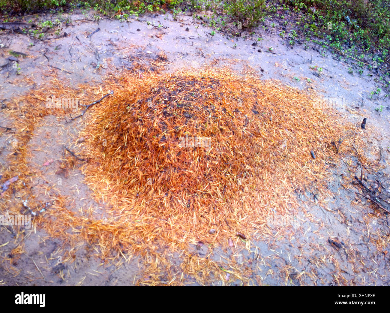 Ant hill desert hi-res stock photography and images - Alamy