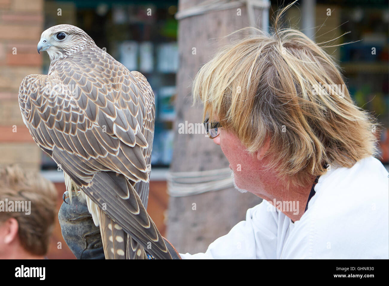 A Bird Of Prey Gripping The Handlers Gloved Hand In Avalon, Catalina ...