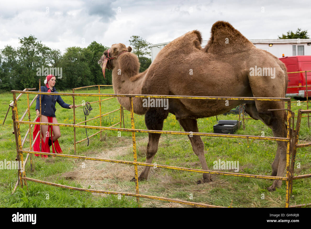 Female camel hi-res stock photography and images - Alamy