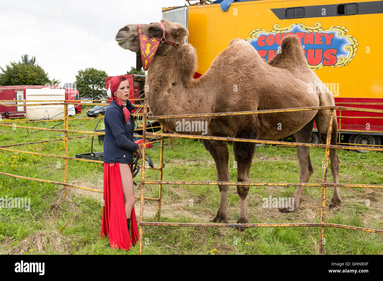 Irish circus performer with Camel. Courtney's Daredevil Circus, Ireland ...