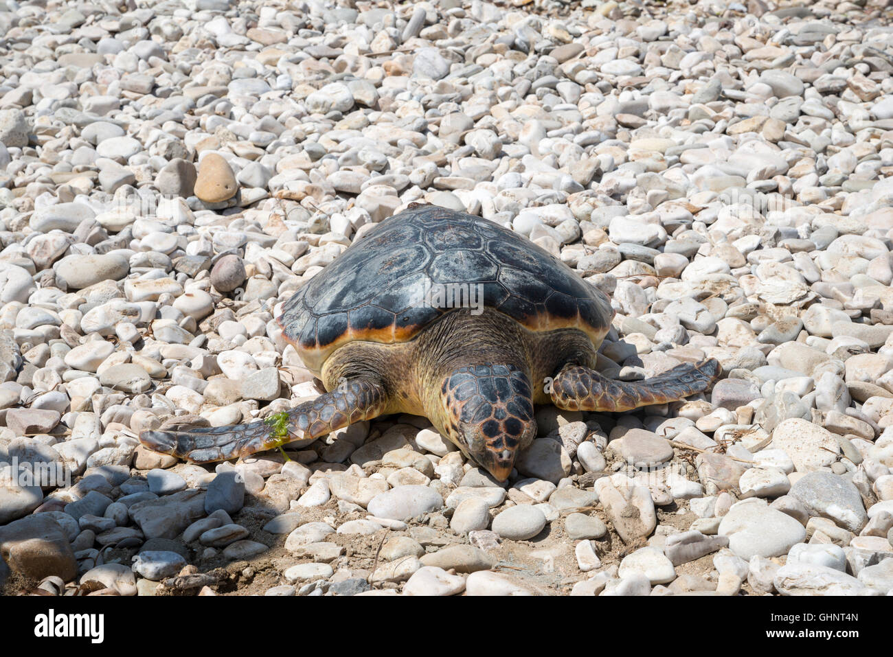 Turtle on a beach in Roda, Corfu, Ionian Islands, Greece, Europe Stock ...
