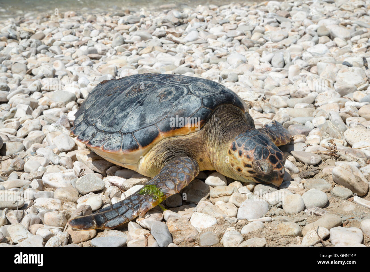 Turtle on a beach in Roda, Corfu, Ionian Islands, Greece, Europe Stock ...
