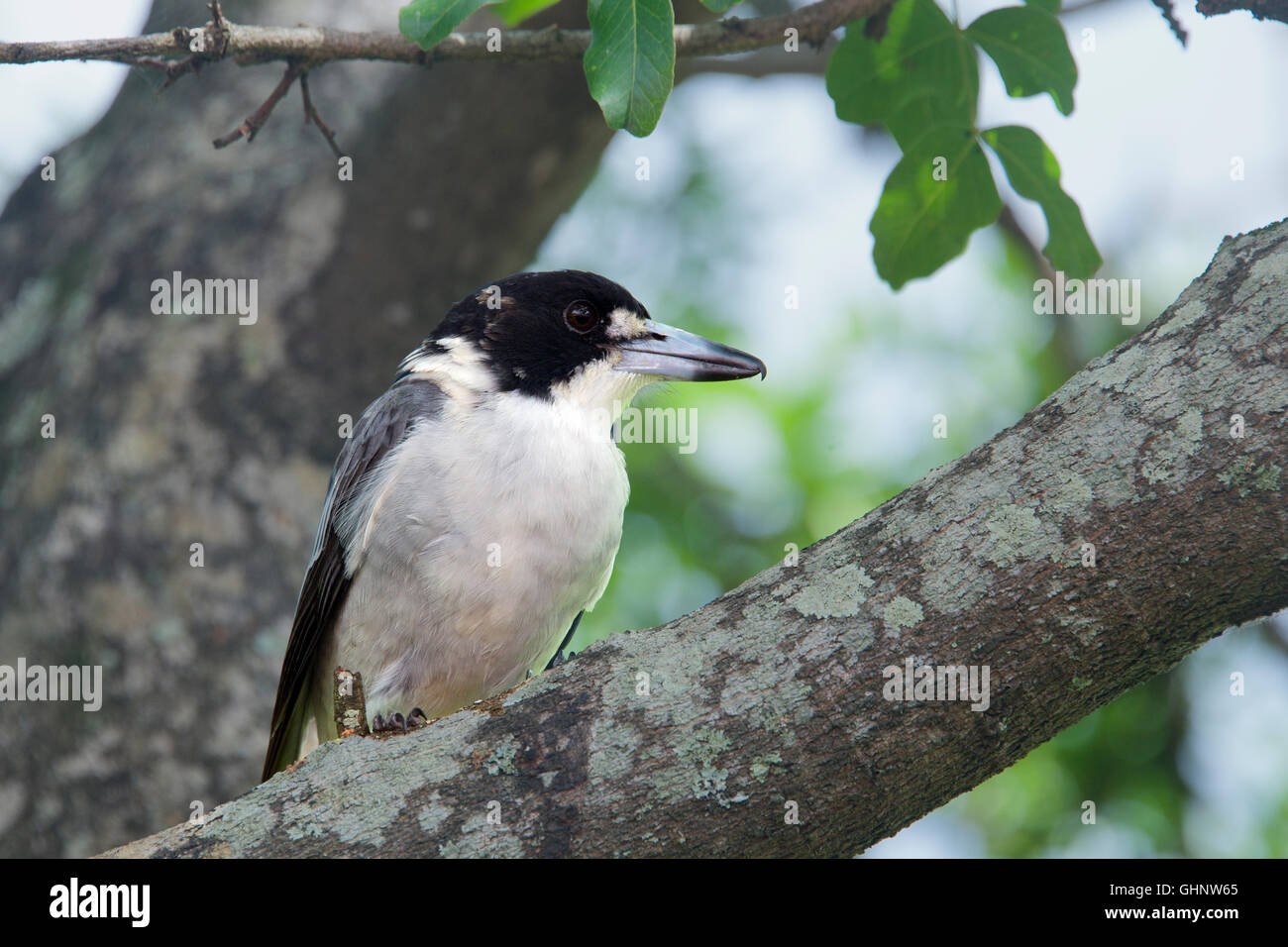 Grey butcher bird hi-res stock photography and images - Alamy