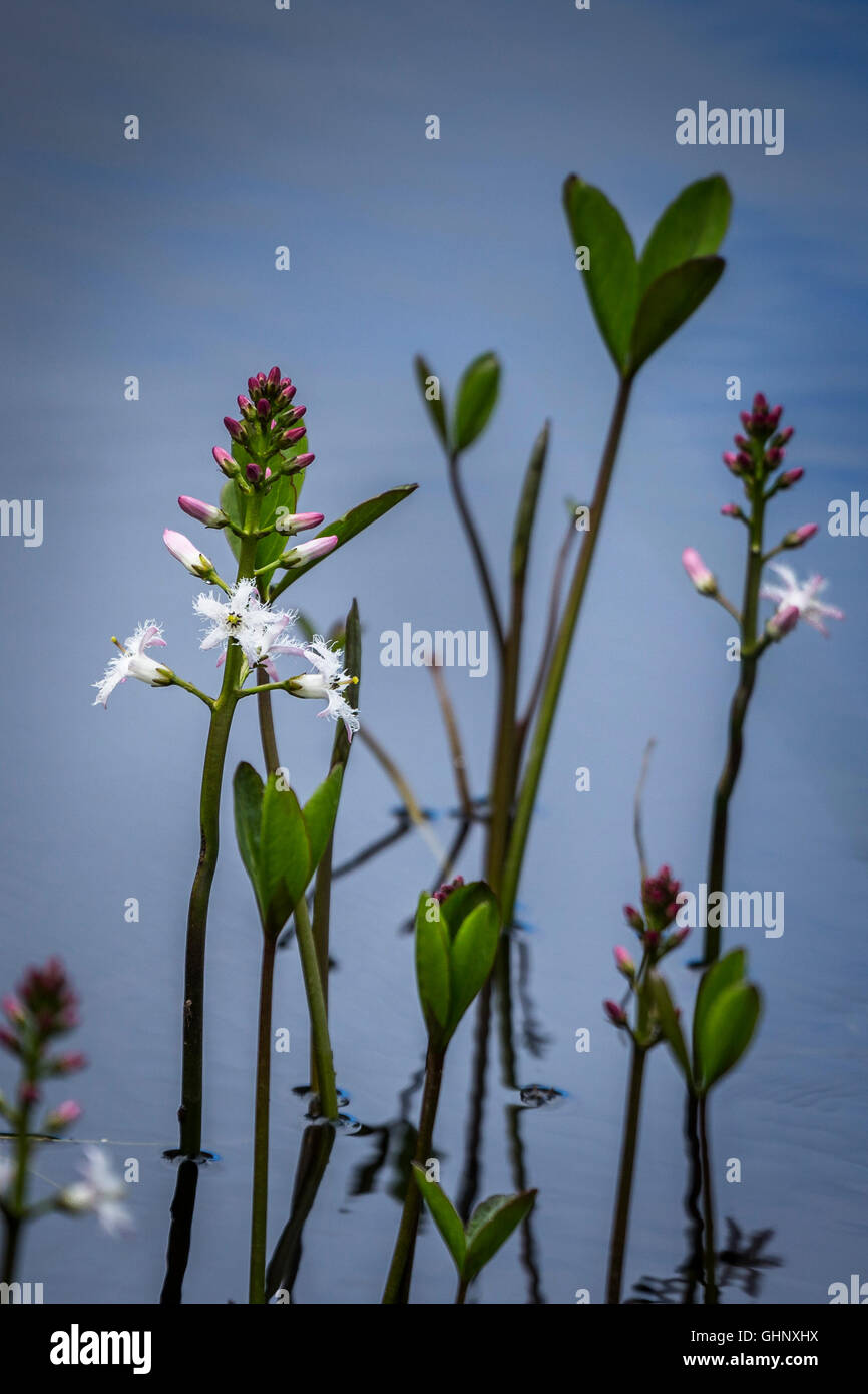 Menyanthes trifoliata or Bog Bean on Loch Garten Stock Photo - Alamy
