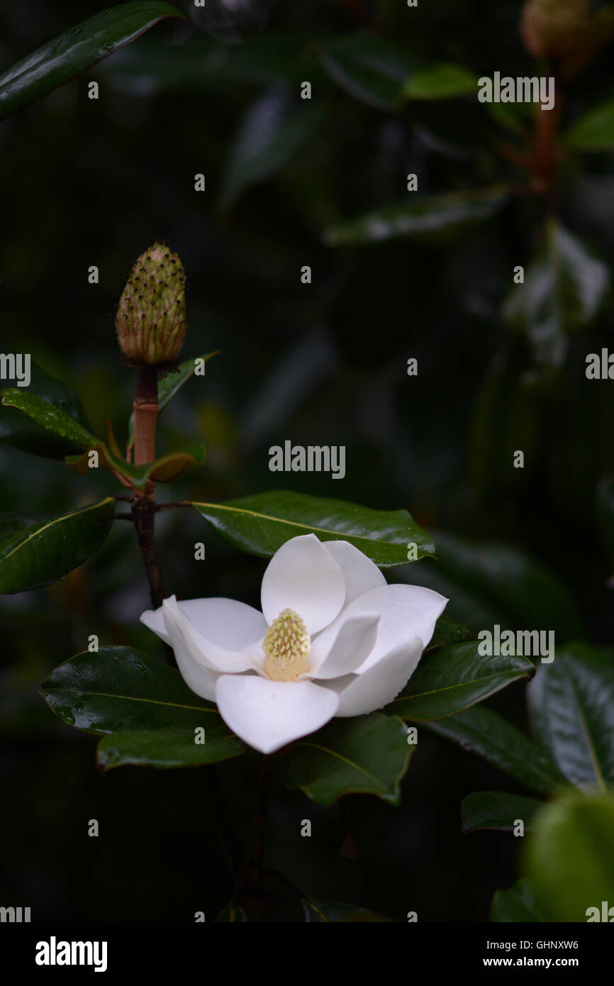 Magnolia and bud hi-res stock photography and images - Alamy