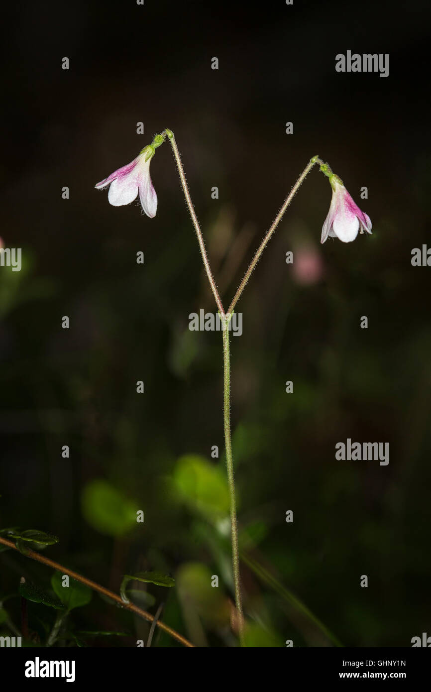 The rare Twinflower ( Linnaea borealis Stock Photo - Alamy