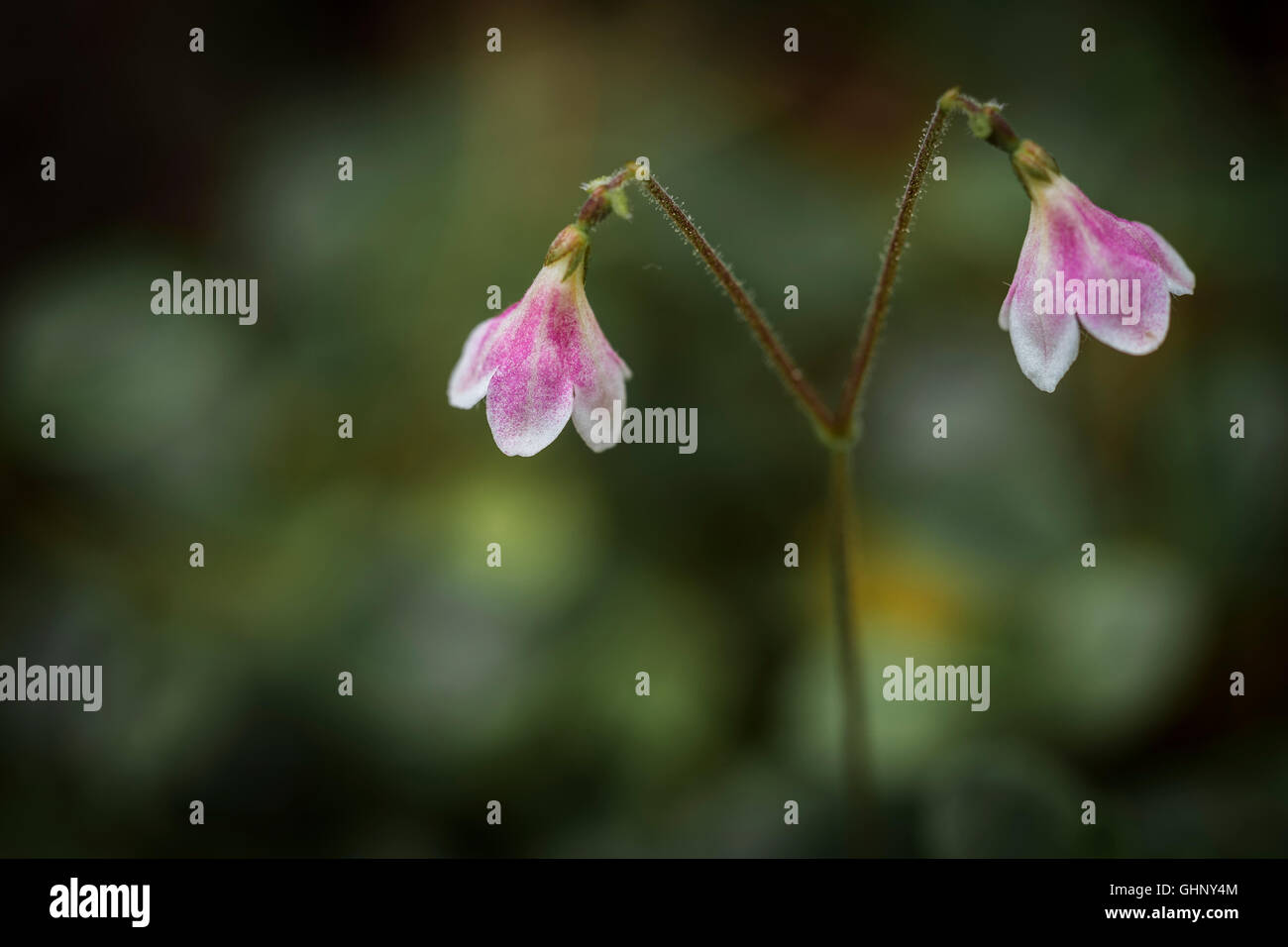 The rare Twinflower ( Linnaea borealis Stock Photo - Alamy
